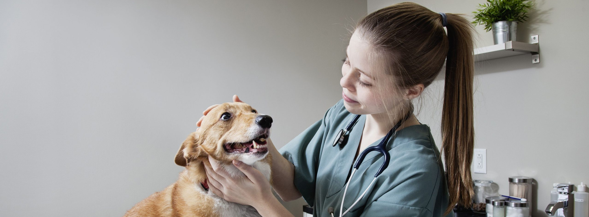 Service Areas - Uinta Veterinary Hospital